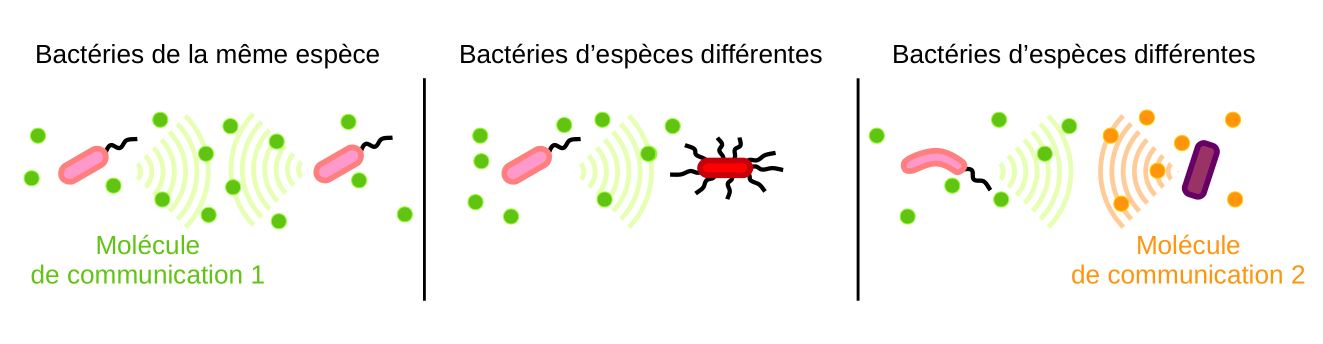 Quorum-sensing - Sous le microscope