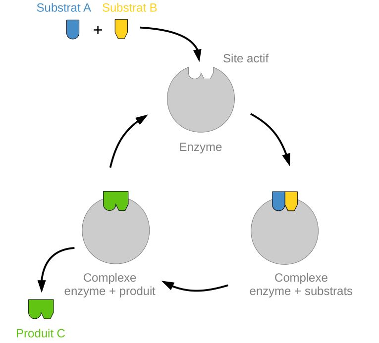 C est Quoi Une Enzyme Sous Le Microscope