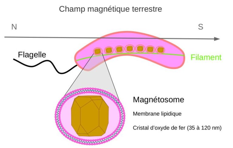 Magnétosome - Sous le microscope