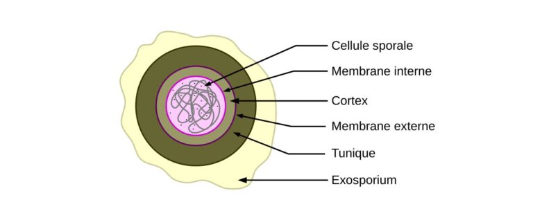 Spore bactérienne - Sous le microscope