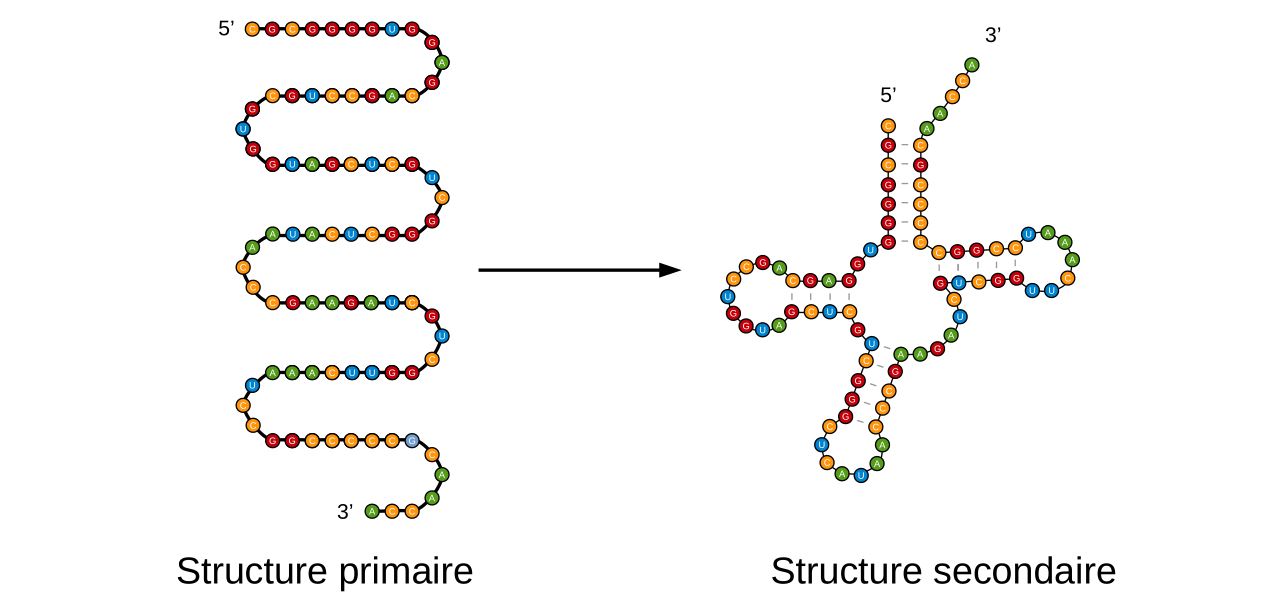 ARN de transfert - Sous le microscope