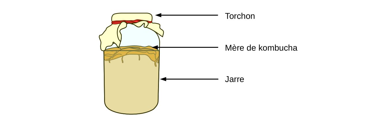 Kombucha - Sous le microscope