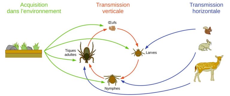 Candidatus Midichloria mitochondrii - Sous le microscope