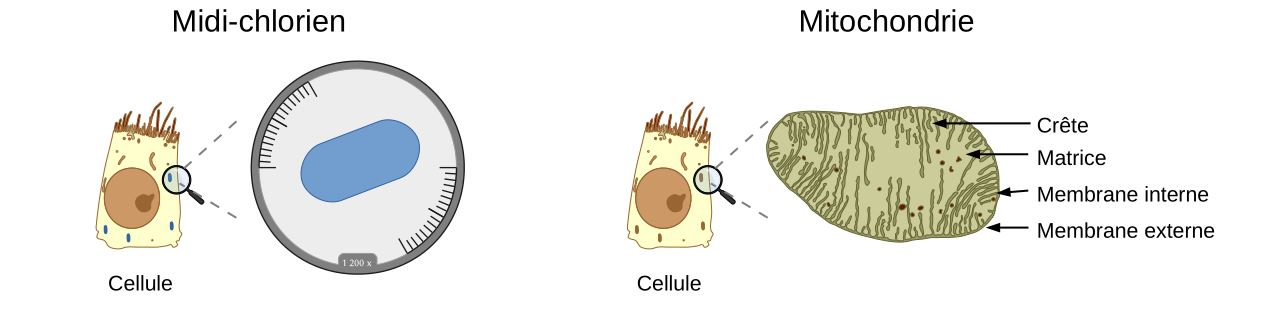 Candidatus Midichloria mitochondrii - Sous le microscope