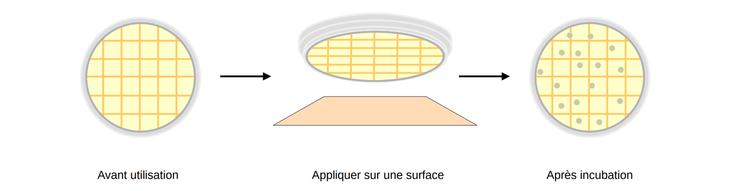 Gélose contact - Sous le microscope