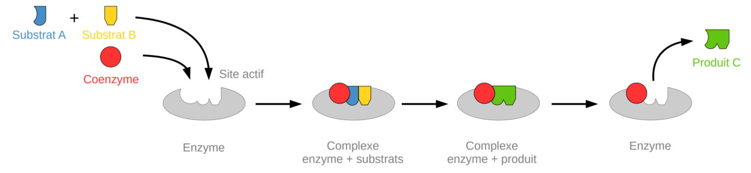 C'est quoi une enzyme ? - Sous le microscope