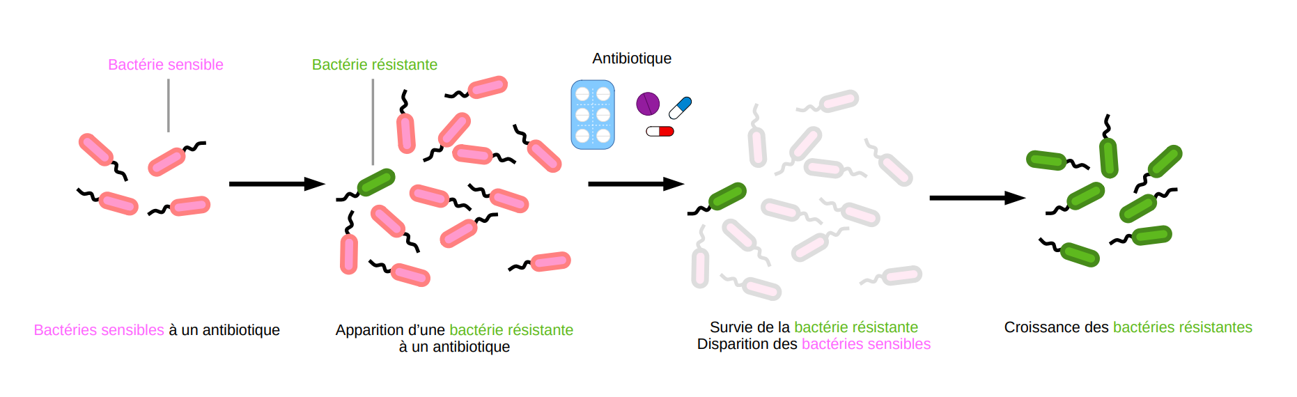 Antibiotiques - Sous le microscope