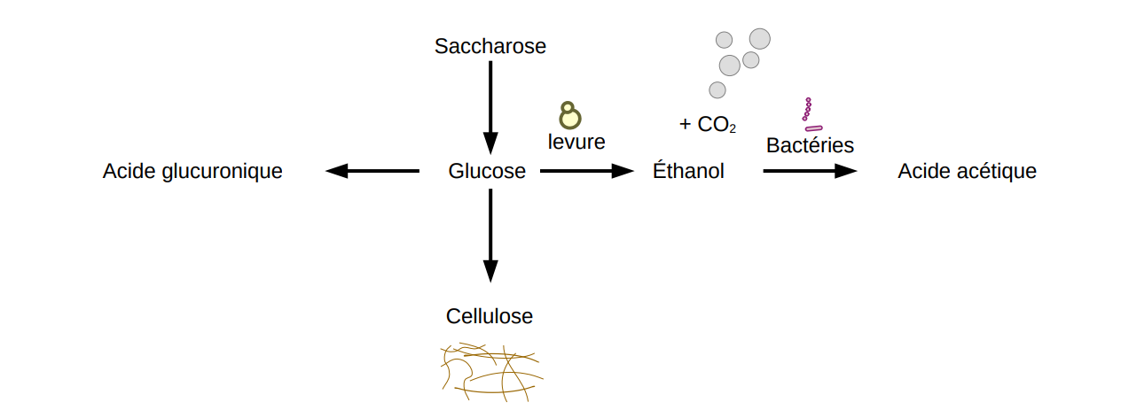 Kombucha - Sous le microscope