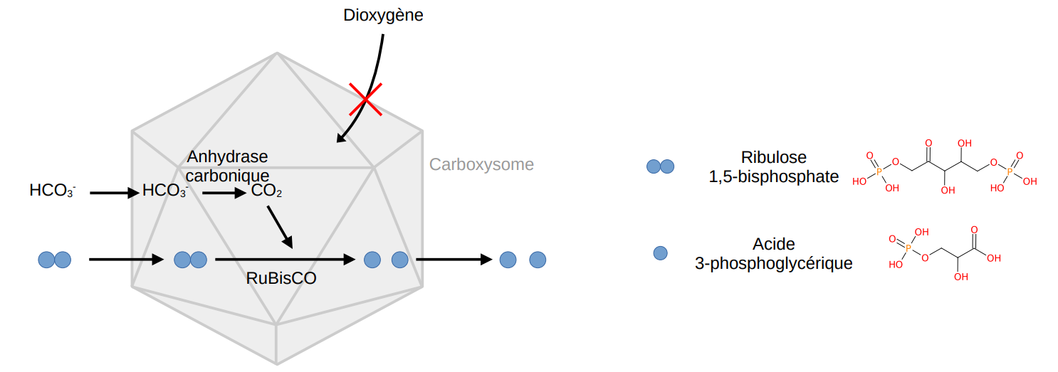 Carboxysome - Sous le microscope