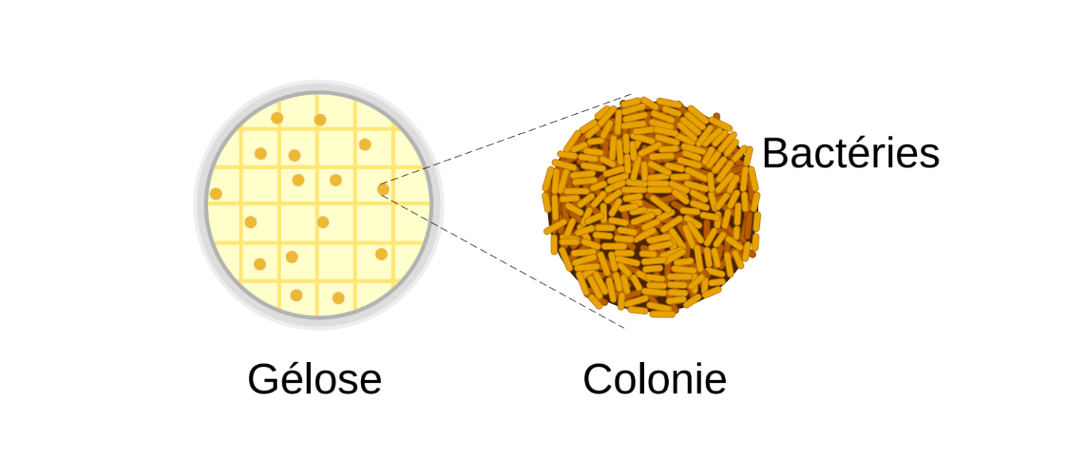 Colonie (microbiologie) - Sous le microscope